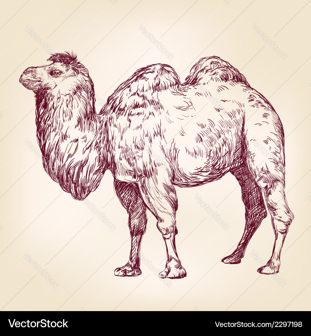 Camel Royalty Free Vector Image - VectorStock