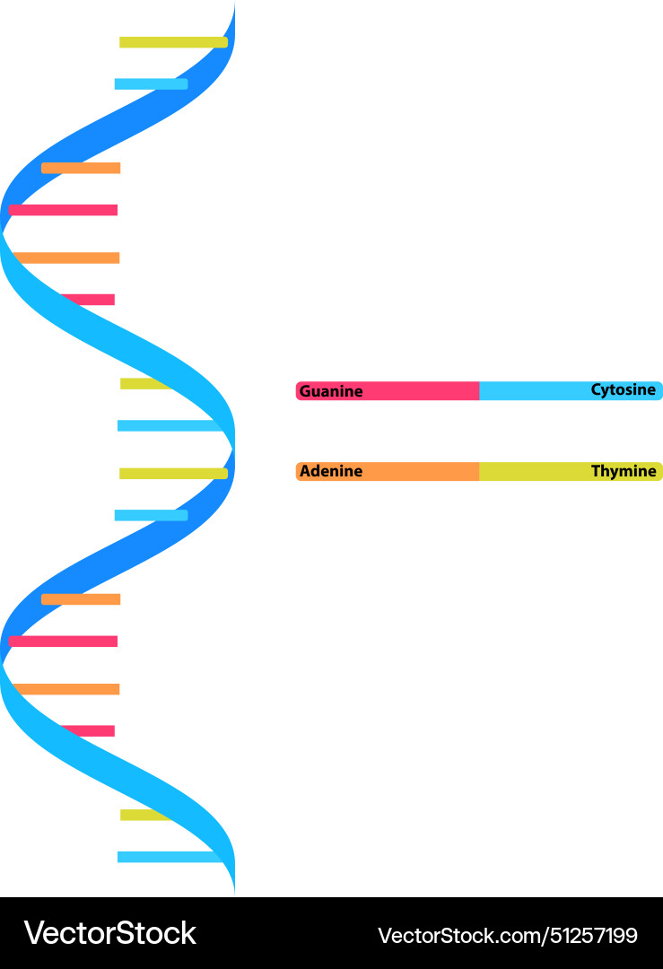 Rna design in medical scientific Royalty Free Vector Image