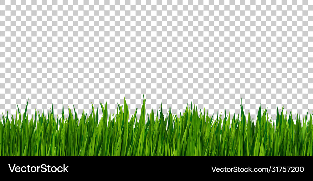 Green grass border isolated on transparent Vector Image