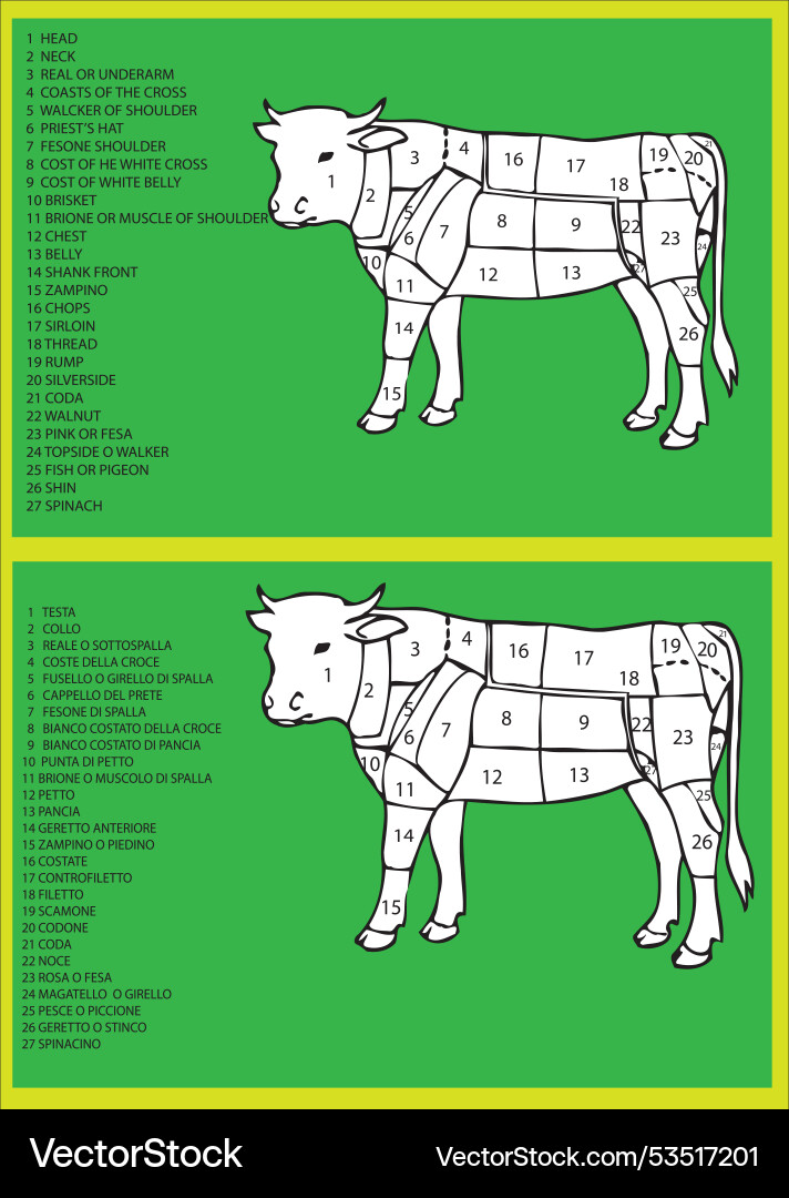 Butcher diagram showing the different cuts Vector Image