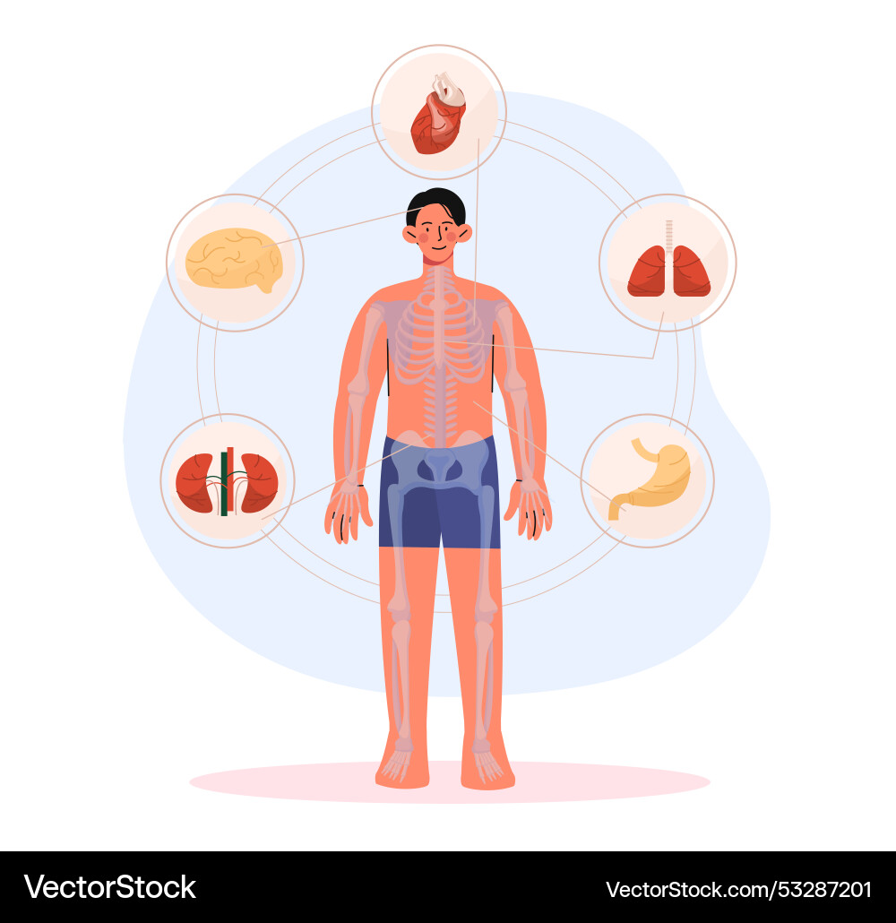 Organs and skeleton biological anatomical Vector Image
