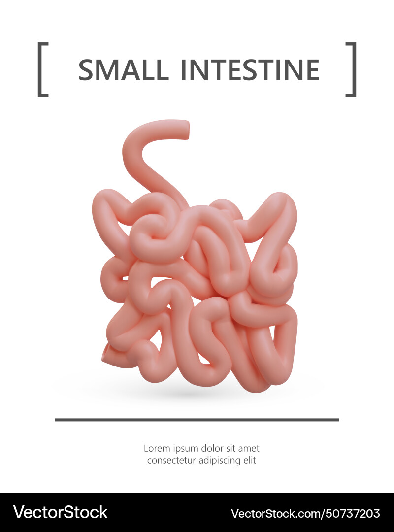 3d small intestine realistic human internal organ Vector Image