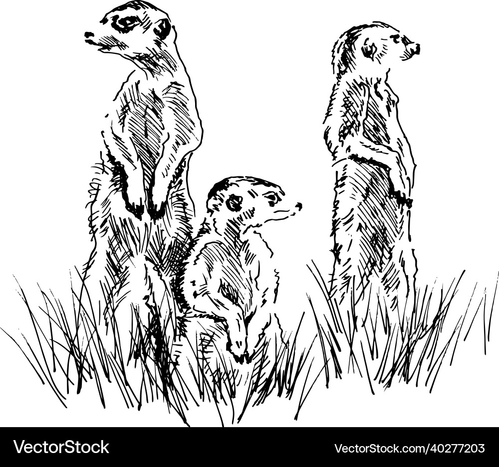 Hand sketch of a group meerkats Royalty Free Vector Image