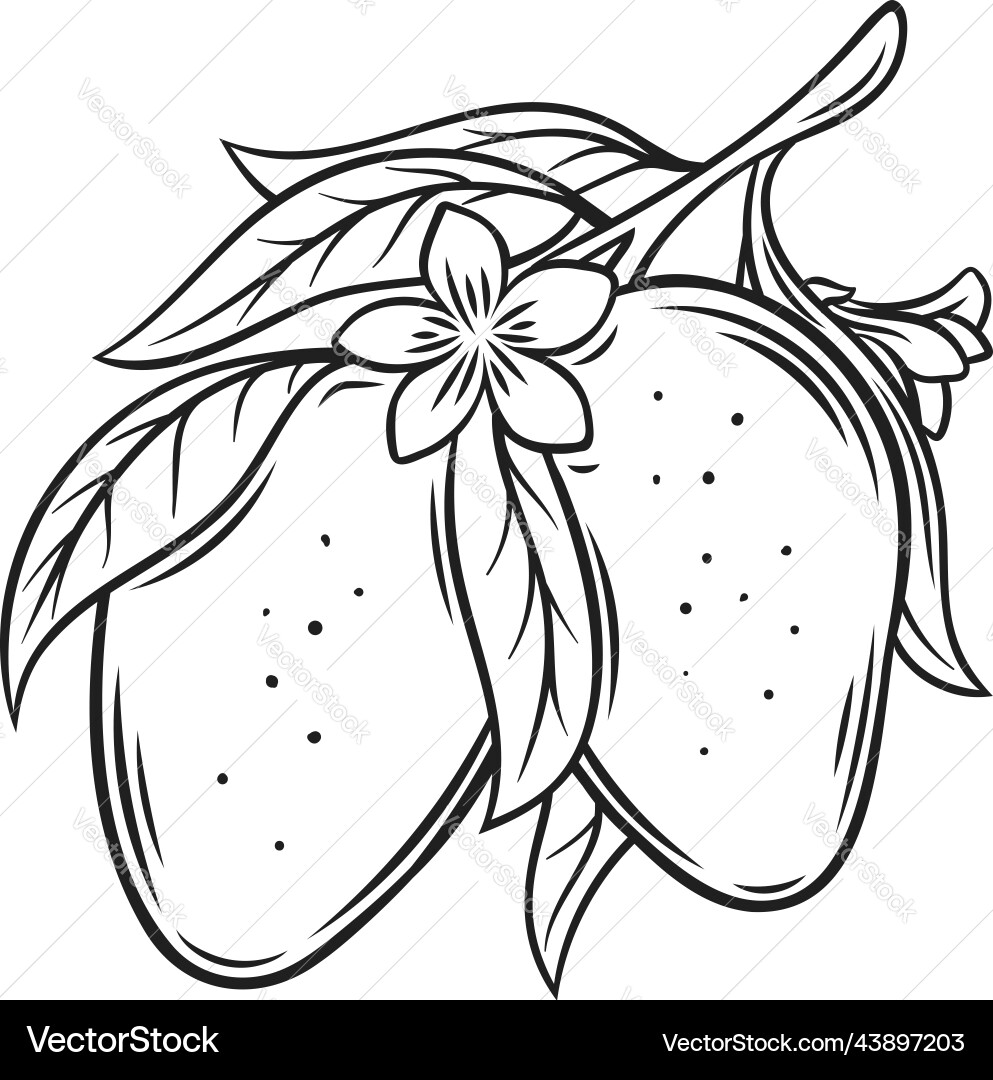 Mango branch Royalty Free Vector Image - VectorStock