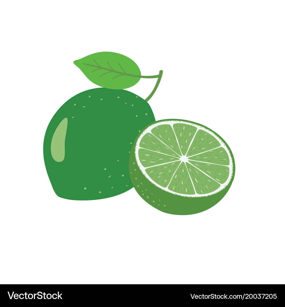 Lime Fruit Slice Royalty Free Vector Image - VectorStock