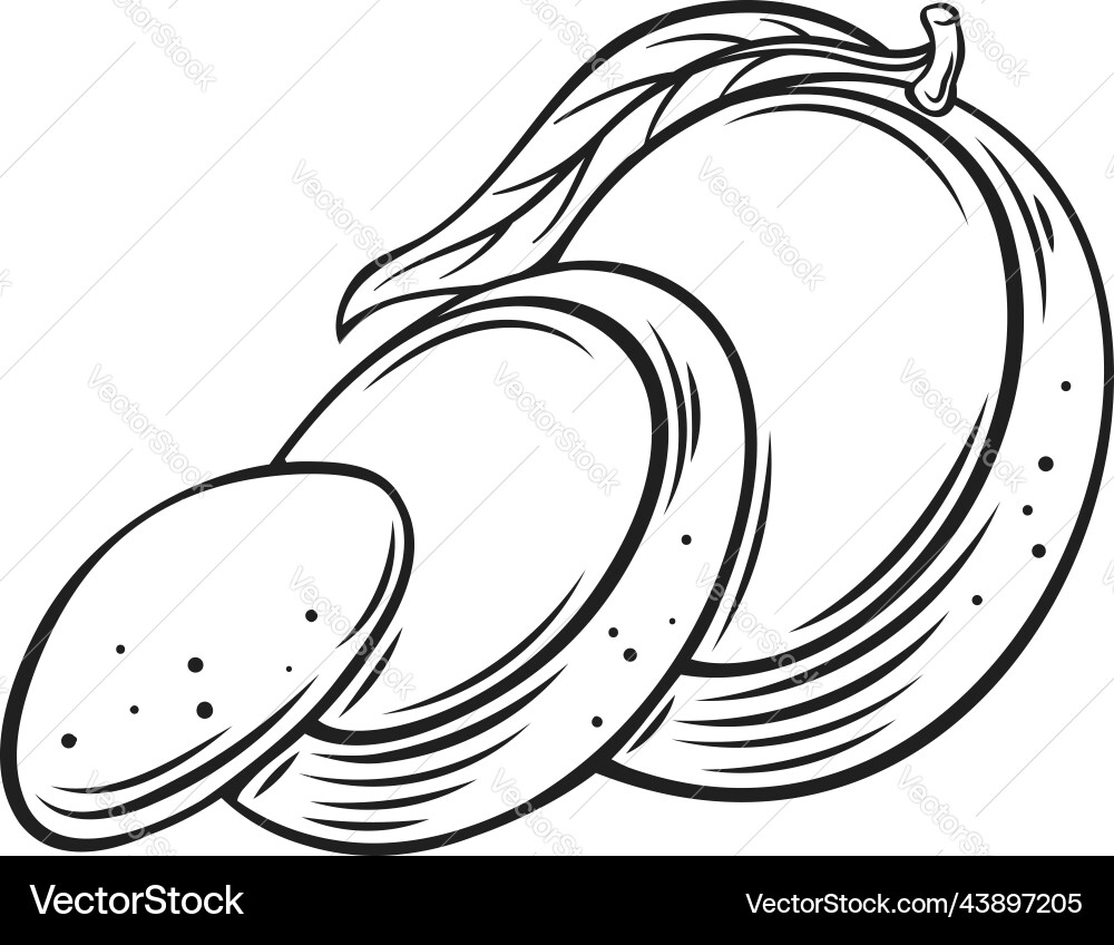 Mango circle slices Royalty Free Vector Image - VectorStock