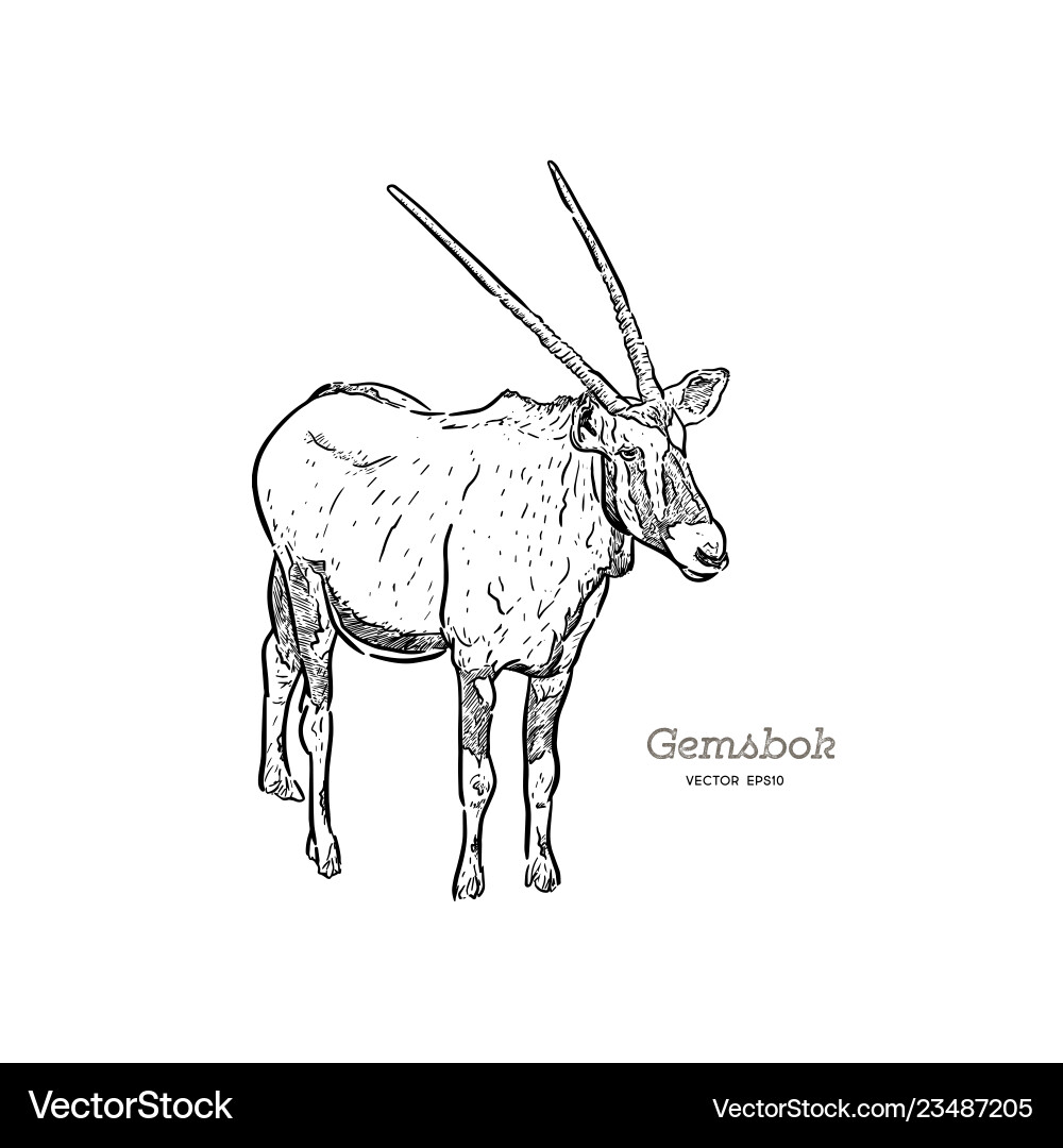 Standing gemsbok with two horns hand draw Vector Image