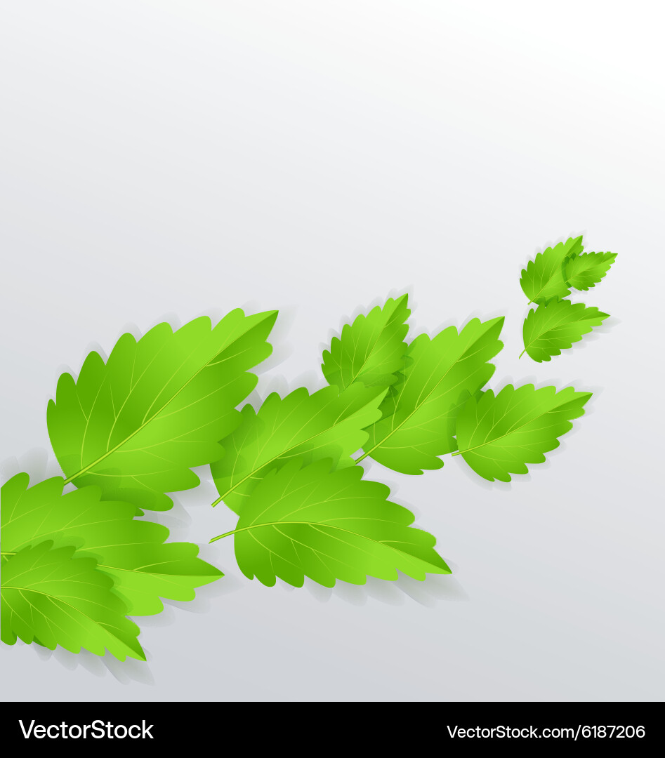 Mint Leaves Background Royalty Free Vector Image