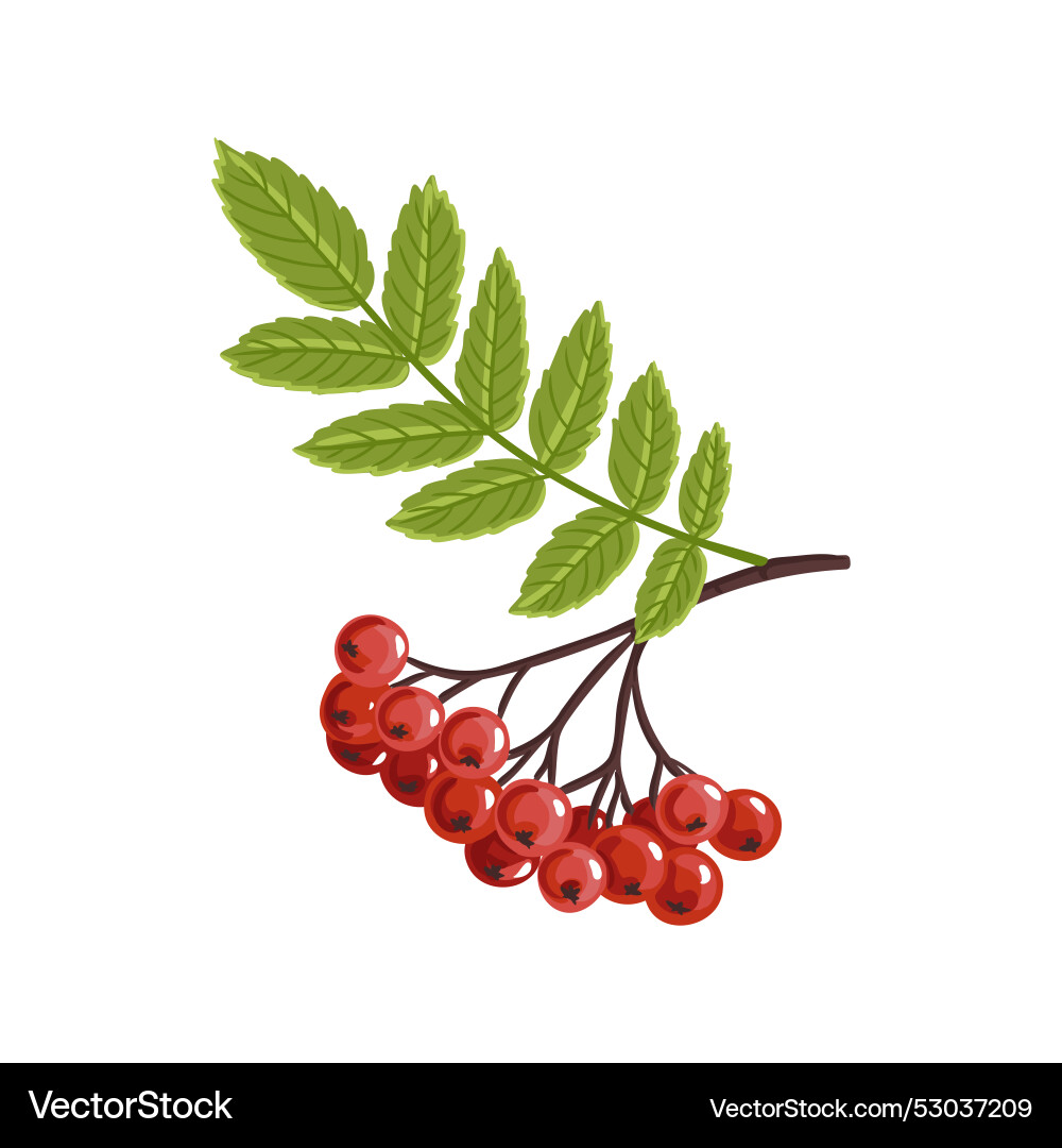 Drawing red rowan berries Royalty Free Vector Image