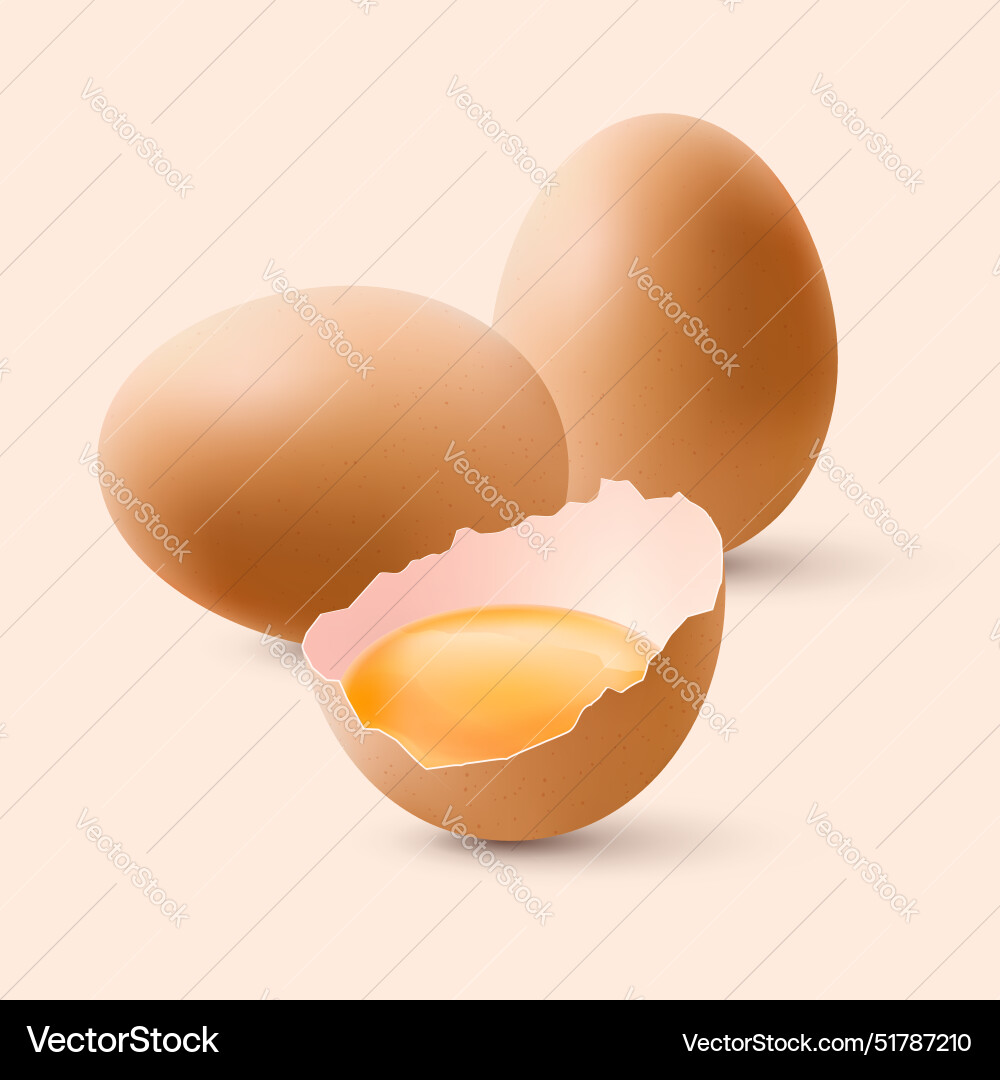Chicken eggs Royalty Free Vector Image - VectorStock