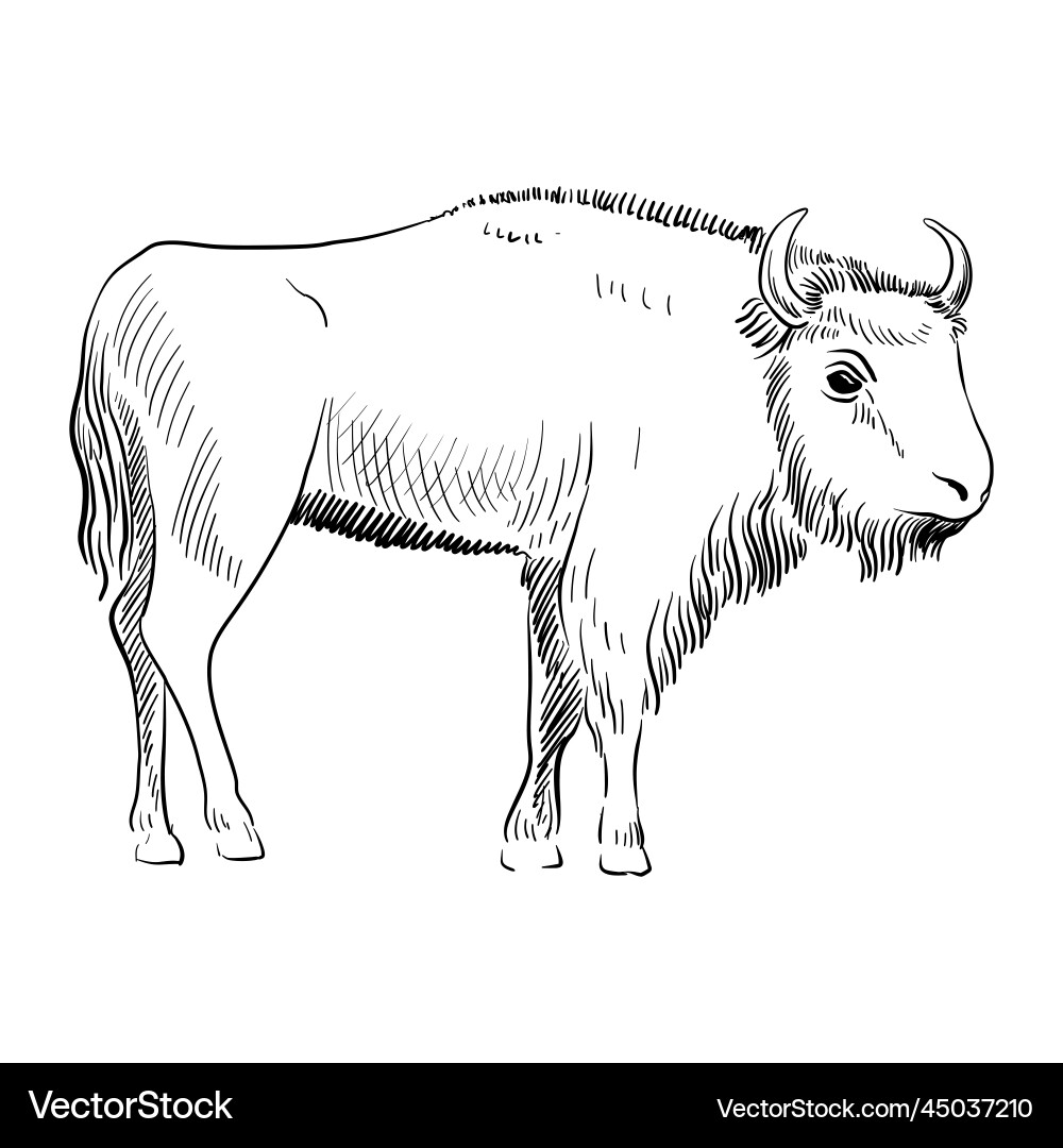 Drawing animal european bison Royalty Free Vector Image