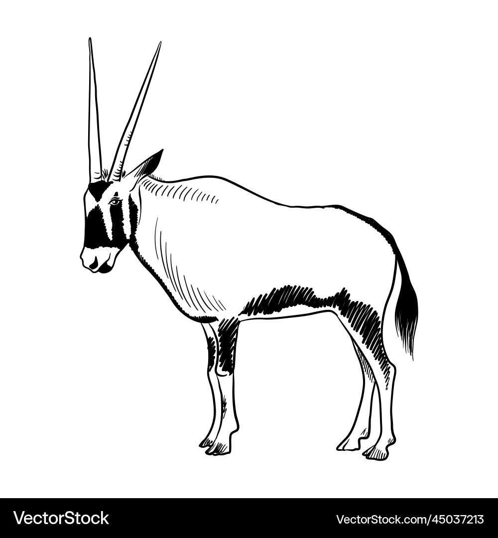Drawing animal east african oryx Royalty Free Vector Image