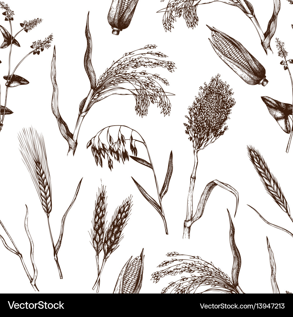 Pattern with hand drawn cereal crops Royalty Free Vector