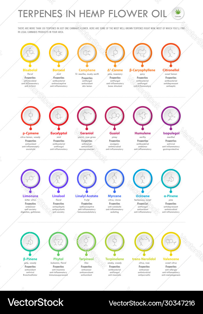 Terpenes in hemp flower oil with structural Vector Image