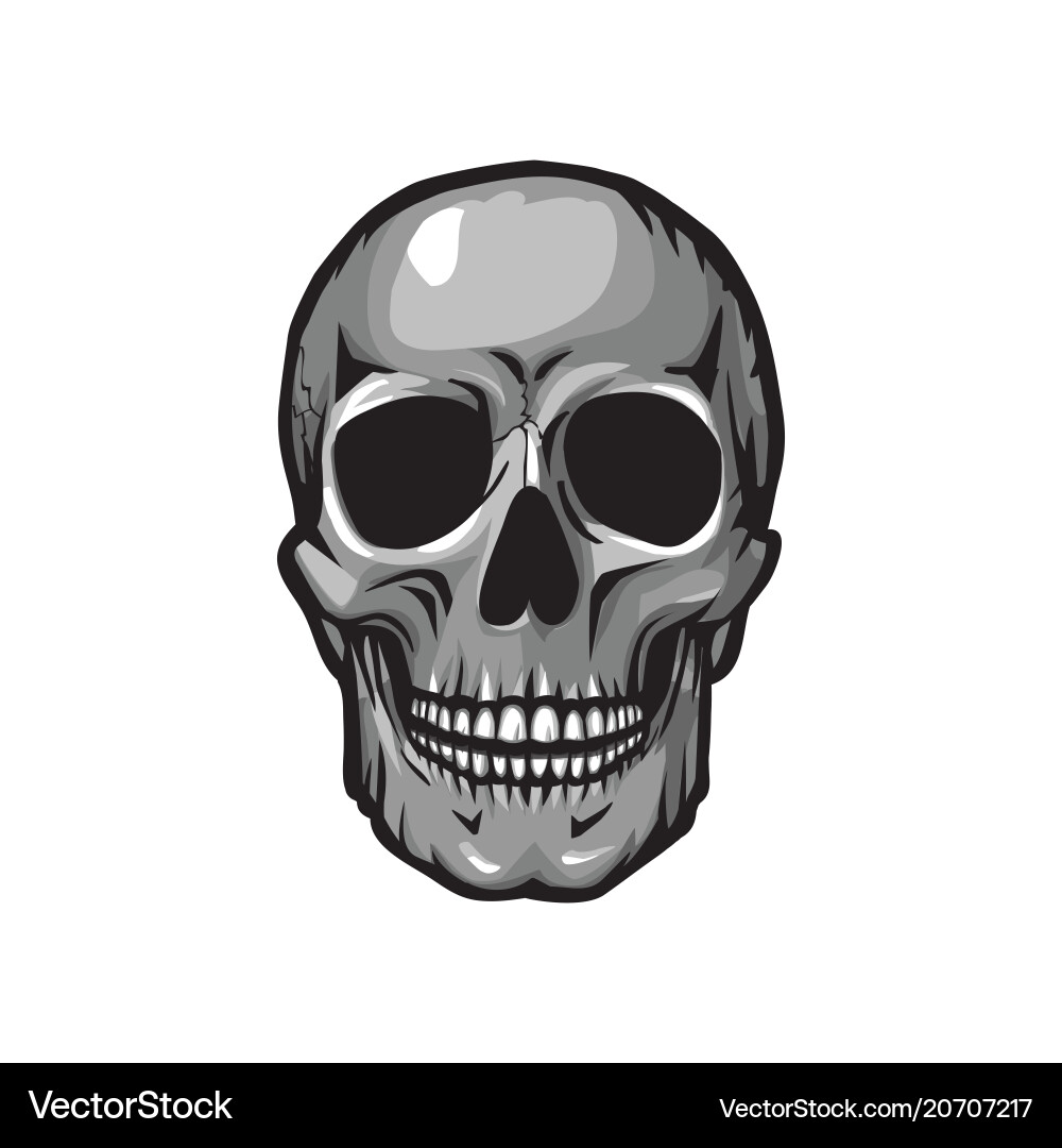 Human skull Royalty Free Vector Image - VectorStock