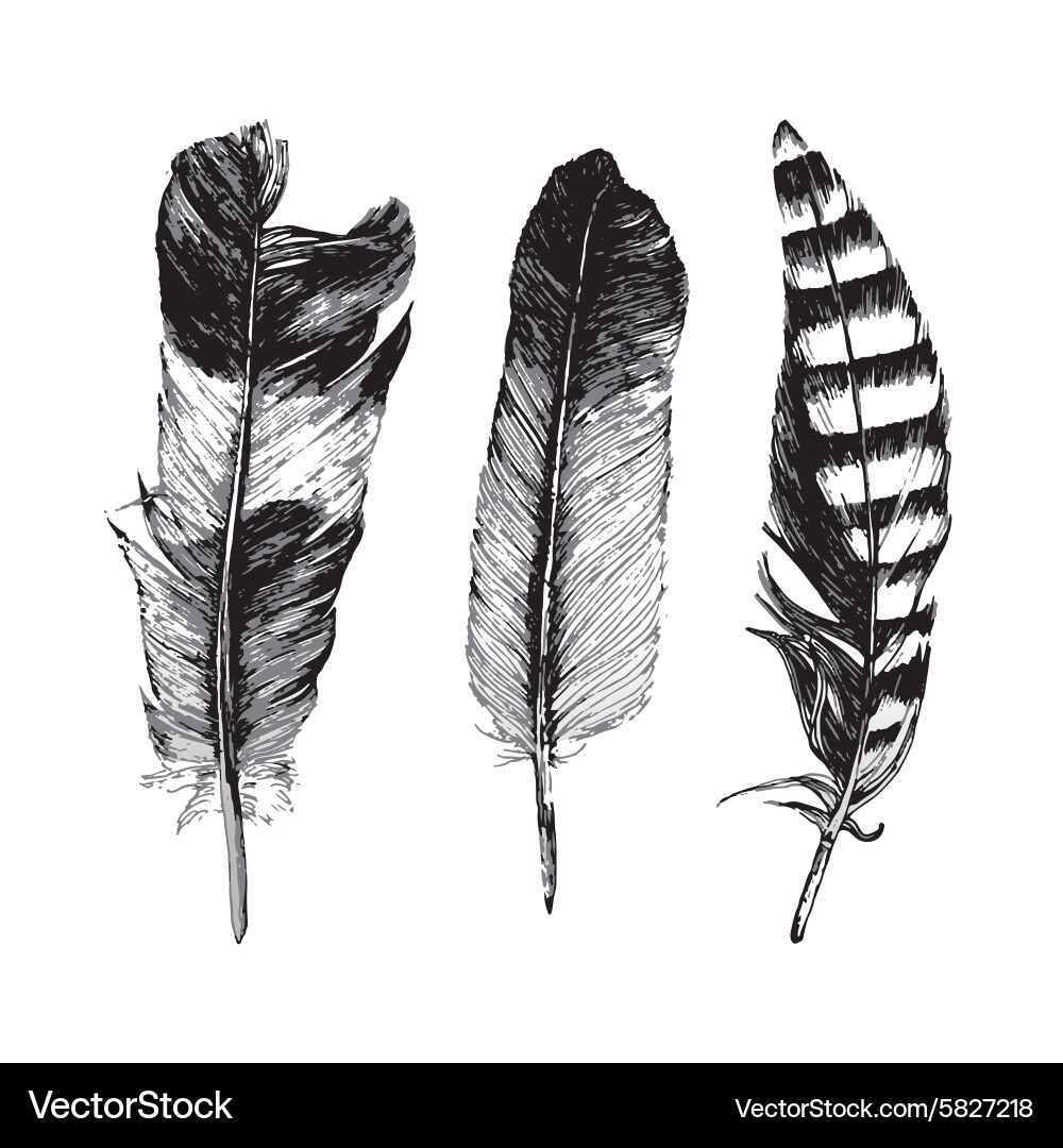 Hand drawn feathers Royalty Free Vector Image - VectorStock
