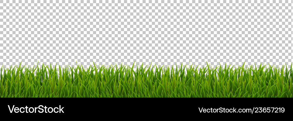 Green grass border transparent background Vector Image