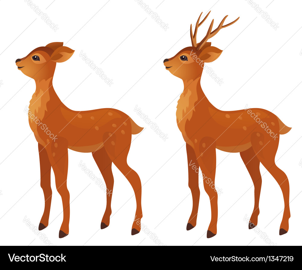 Young deer Royalty Free Vector Image - VectorStock