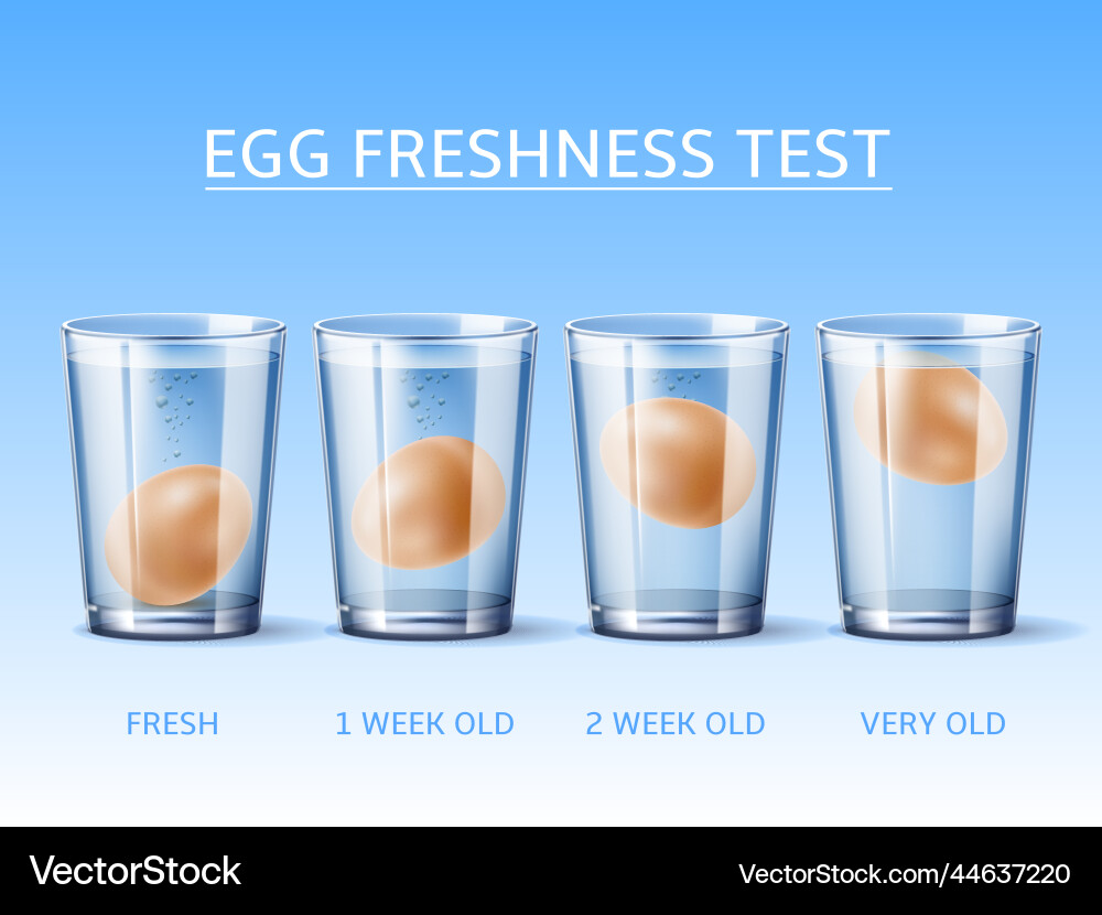 Realistic egg freshness test hen floating Vector Image