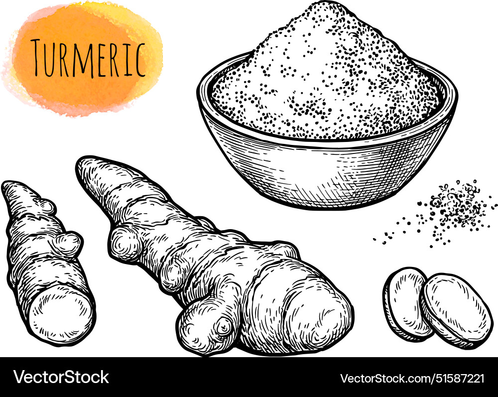 Hand drawn turmeric ink sketch Royalty Free Vector Image