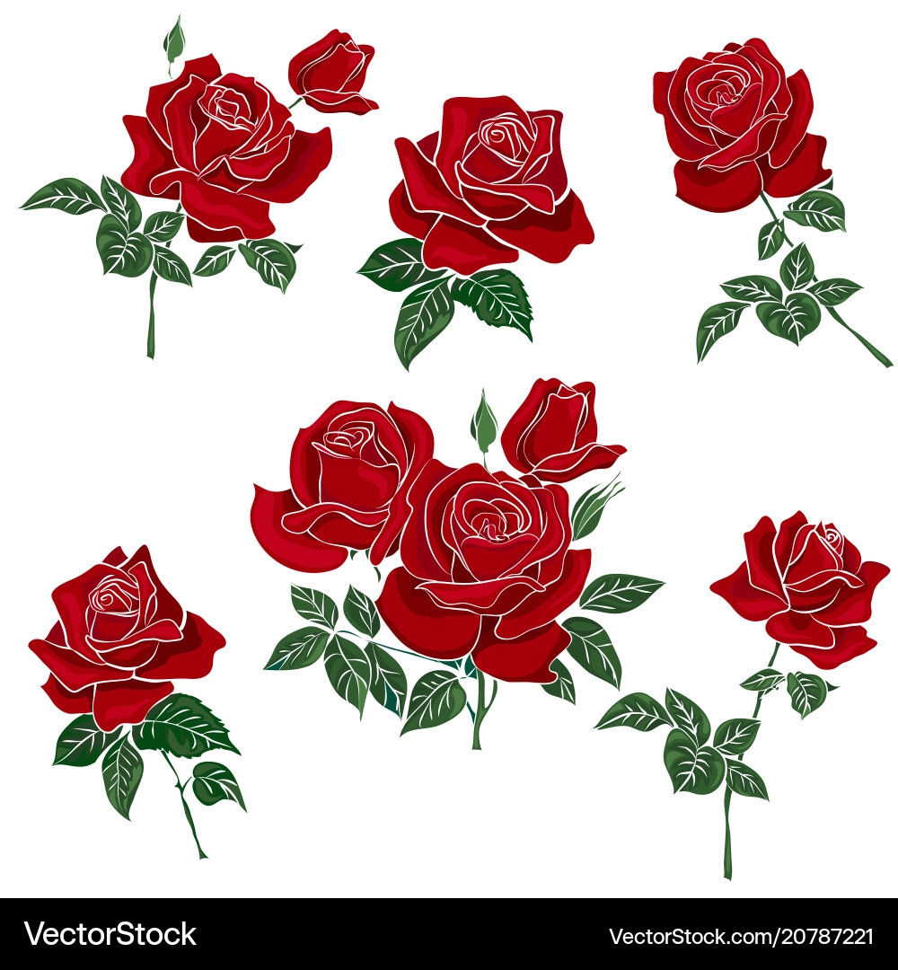 Set red rose Royalty Free Vector Image - VectorStock