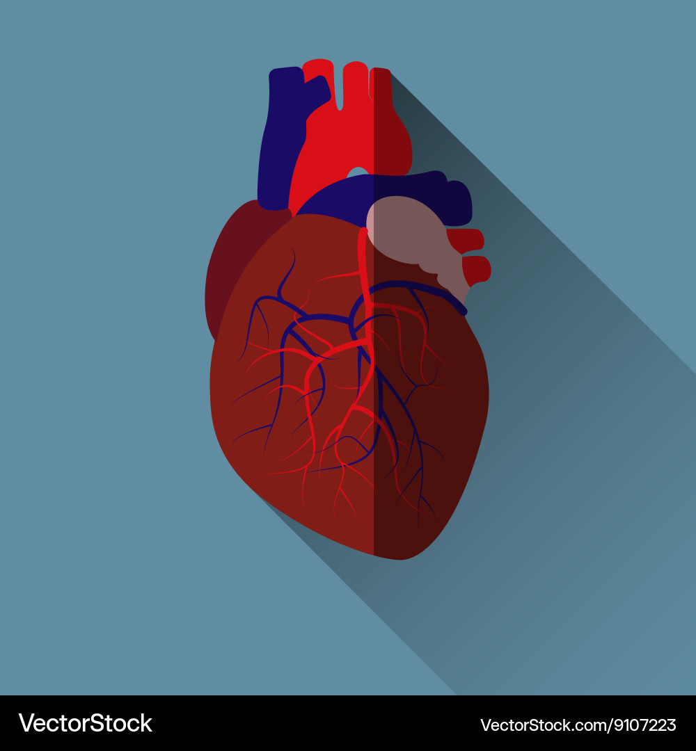 Human heart icon Royalty Free Vector Image - VectorStock
