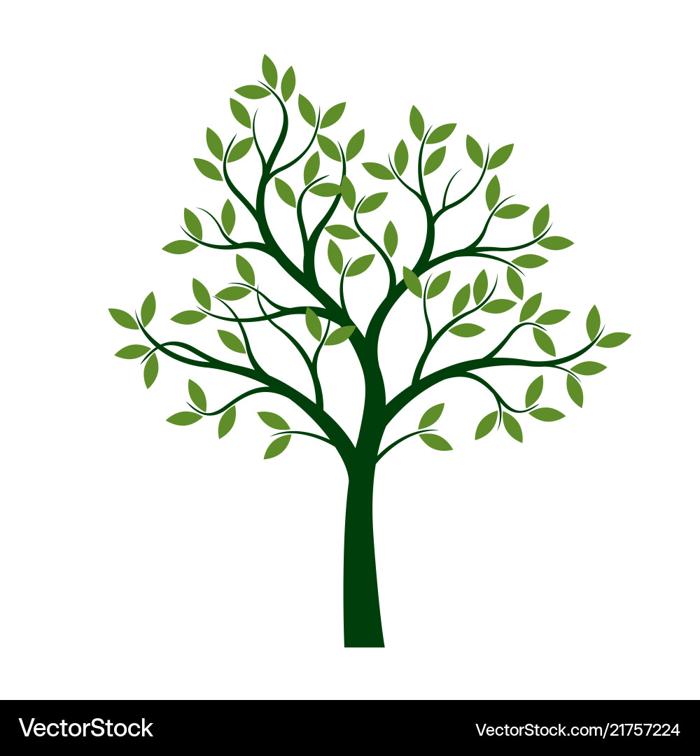 Green spring tree Royalty Free Vector Image - VectorStock