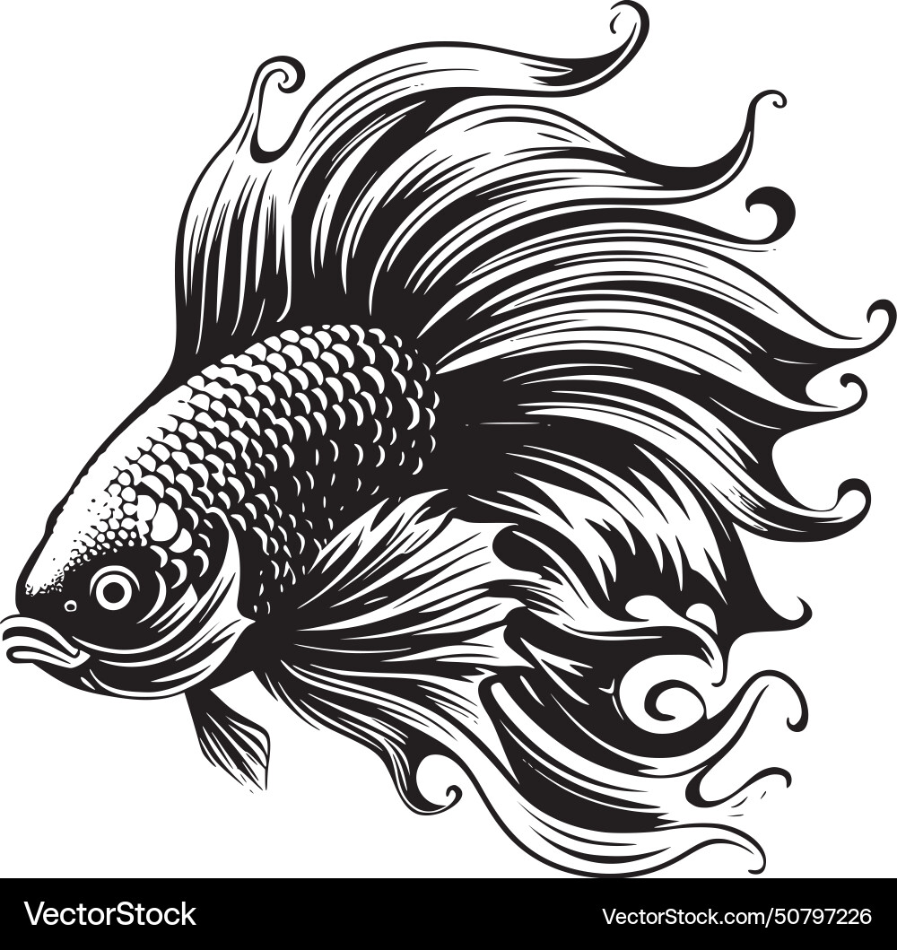 Betta fish - black and white Royalty Free Vector Image