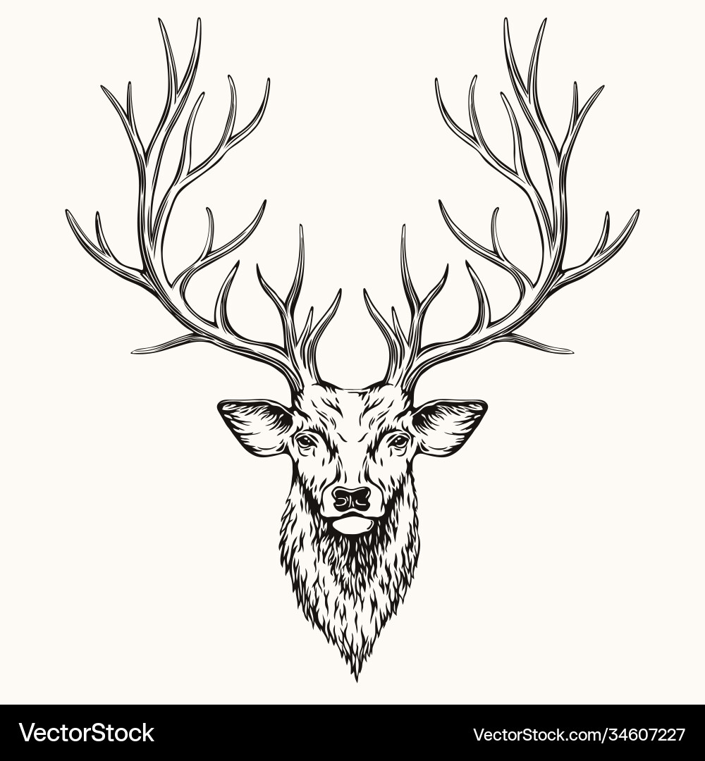 Head Deer Royalty Free Vector Image Vectorstock