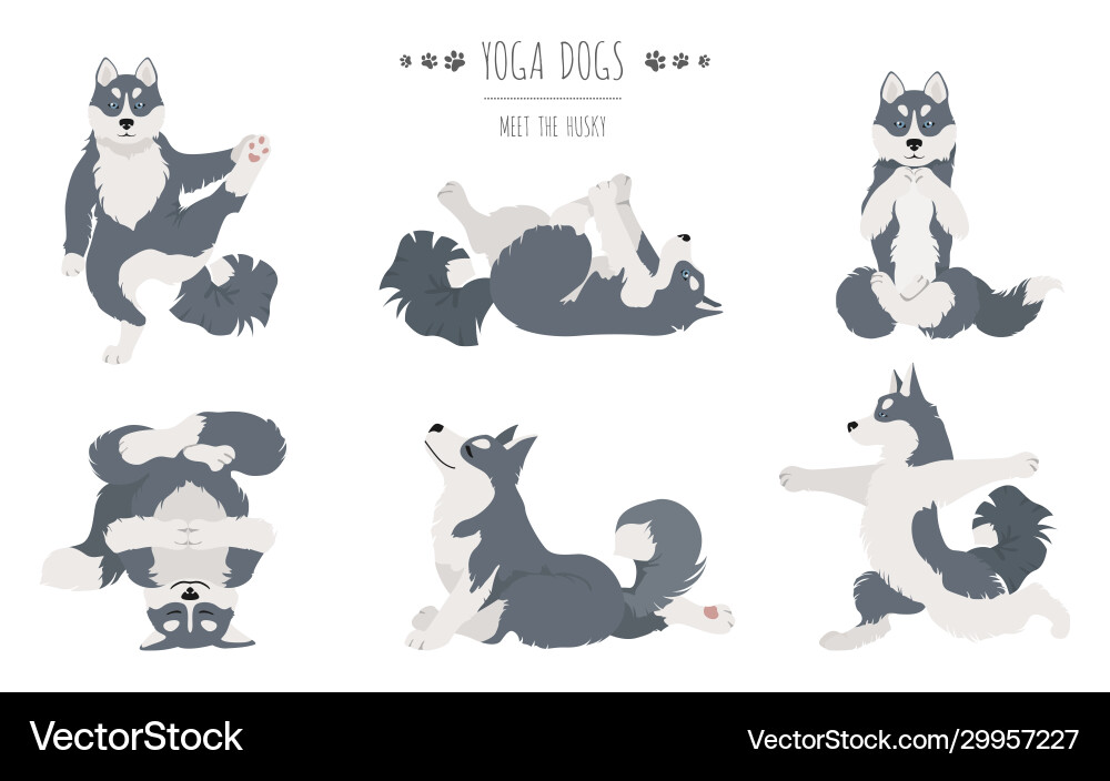 Siberian Husky Yoga Poses Royalty Free Vector Image