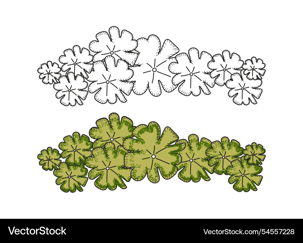 Group trees architectural top view bushes Vector Image