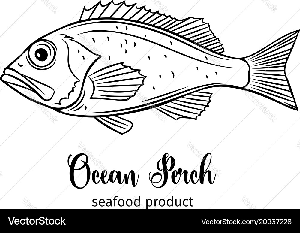 Ocean perch Royalty Free Vector Image - VectorStock