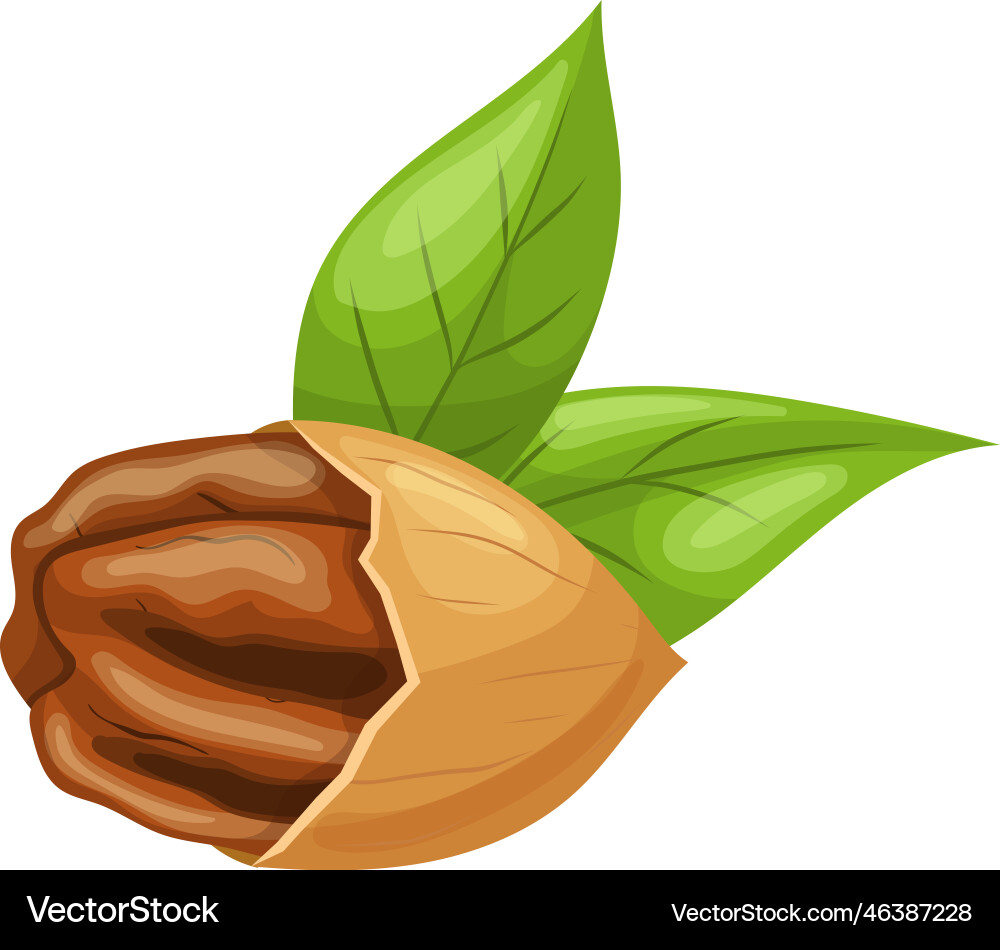 Pecan nut food cartoon Royalty Free Vector Image