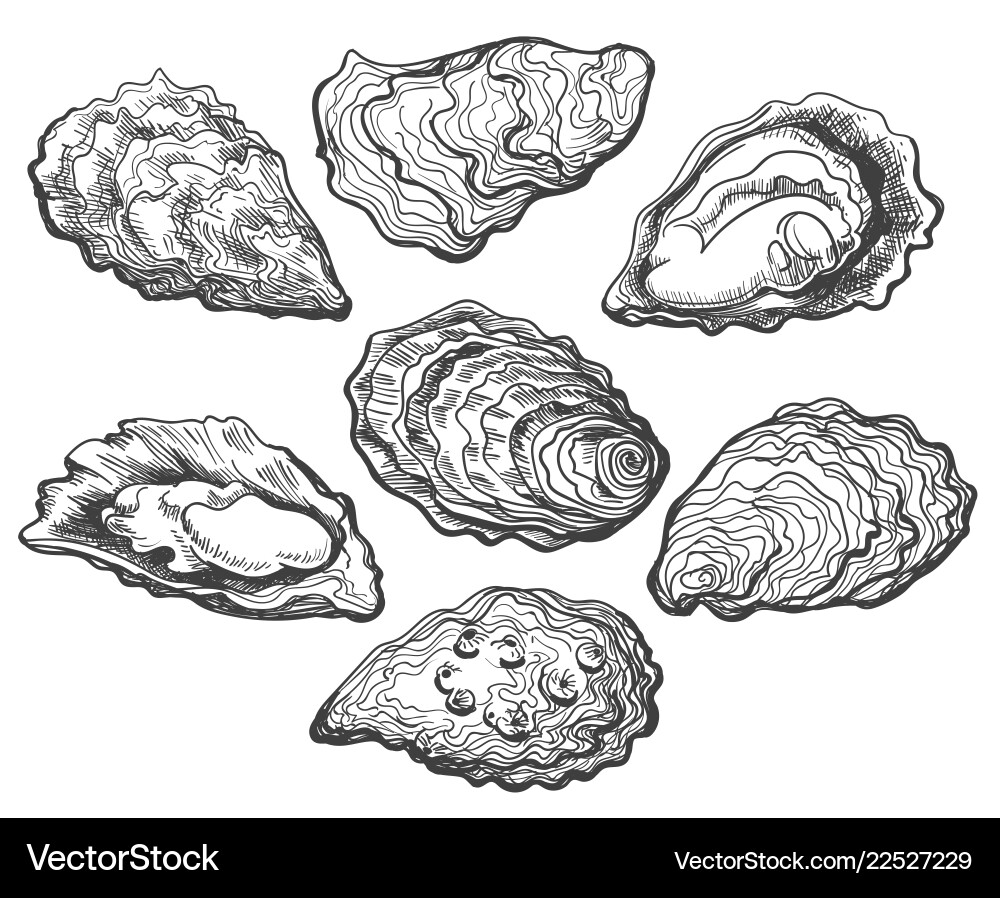 Oyster shell set Royalty Free Vector Image - VectorStock
