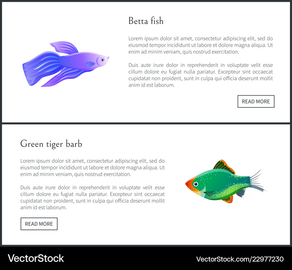 Betta fish green tiger barb Royalty Free Vector Image