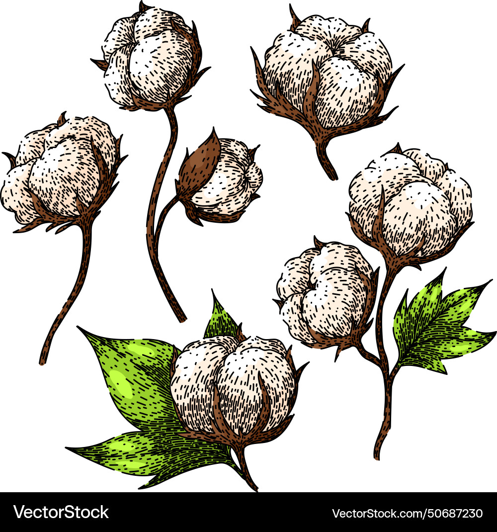Cotton plant set sketch hand drawn Royalty Free Vector Image