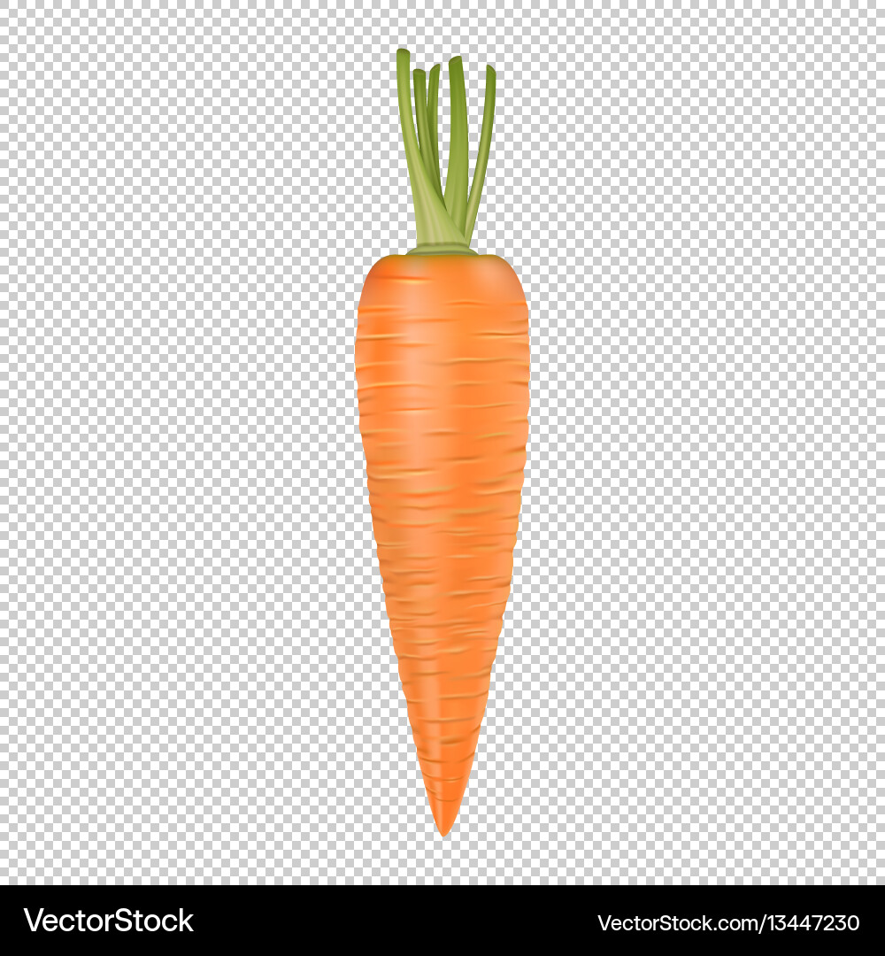 Realistic Carrot Icon Royalty Free Vector Image