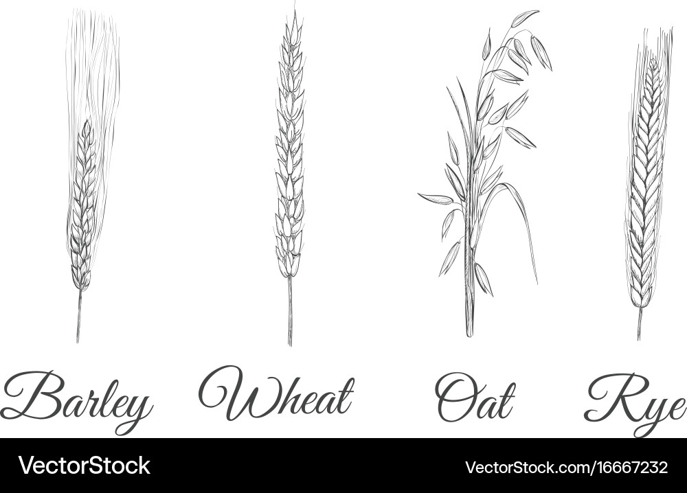 Grain crops set a collection of cereal Royalty Free Vector