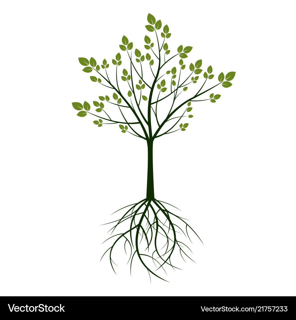 Green tree and roots Royalty Free Vector Image
