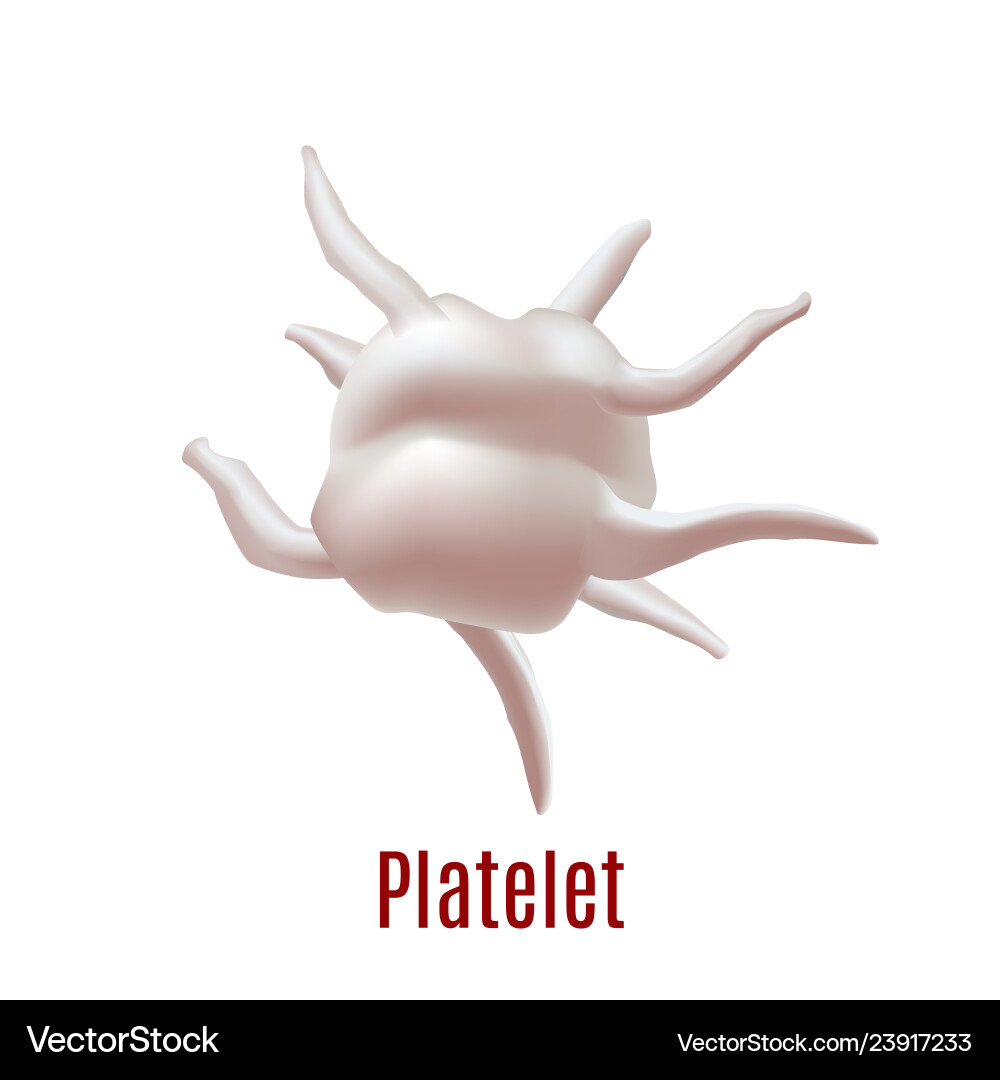 Isolated platelet cell in realistic style Vector Image