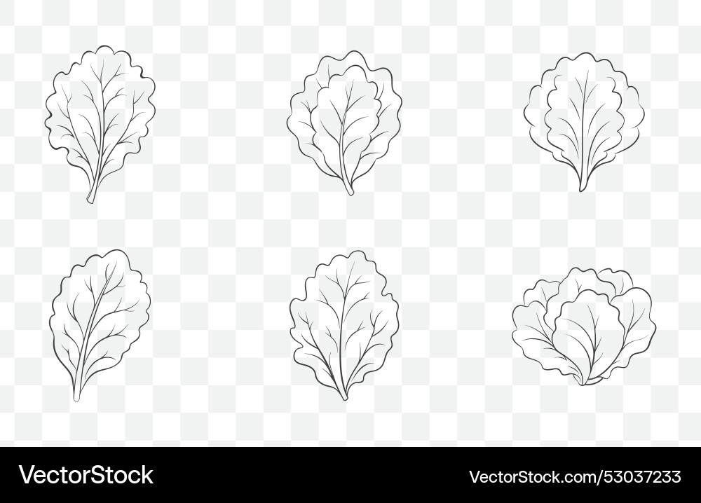 Print detailed lettuce line art set Royalty Free Vector