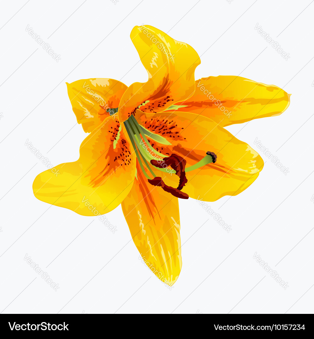 Lily Royalty Free Vector Image - VectorStock