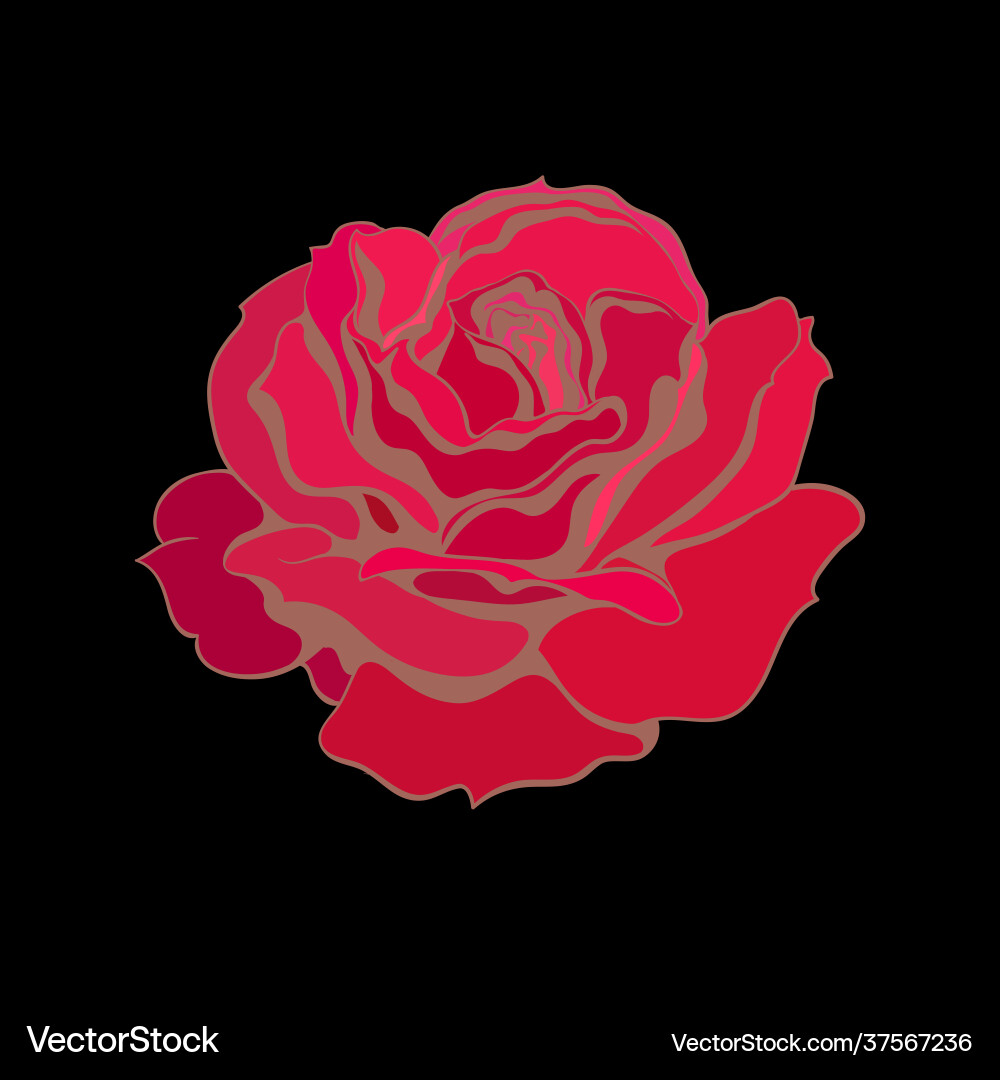 Decorative red rose flower isolated on black Vector Image