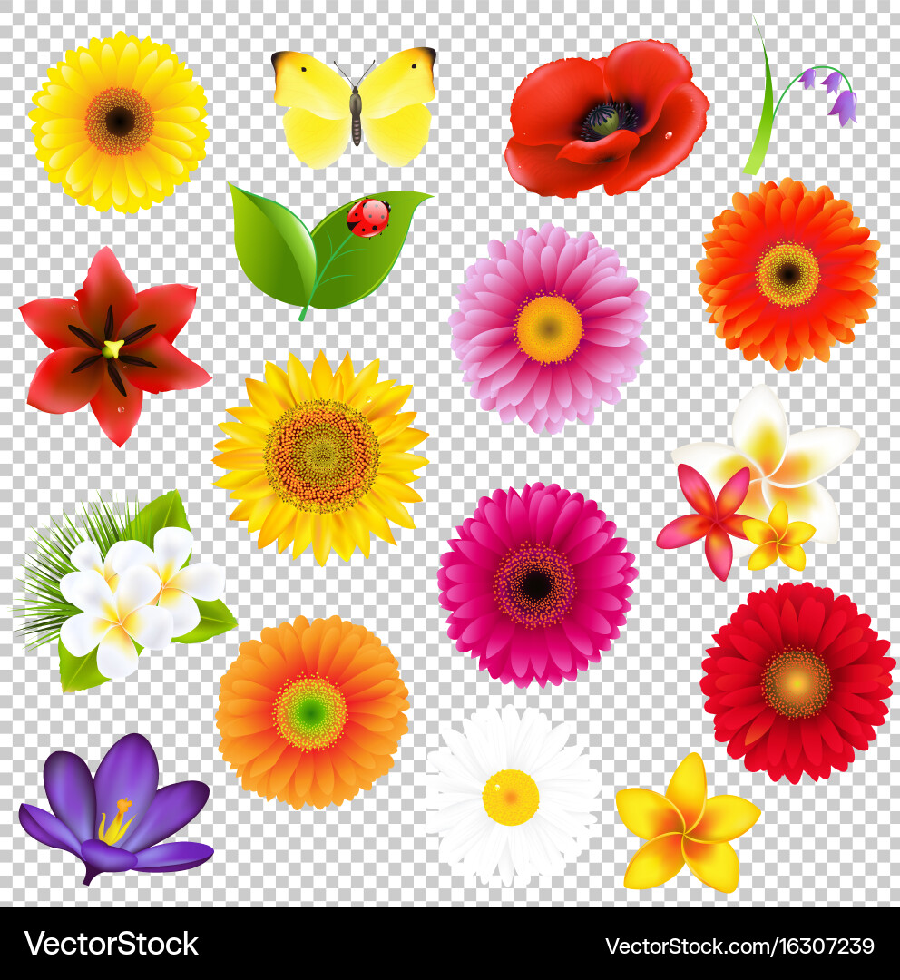 Große Blumen und Blattset Lizenzfreies Vektorbild