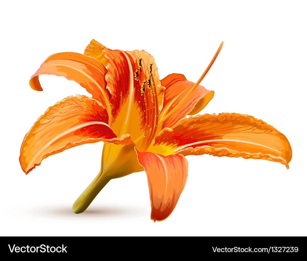 Lily flower blossom Royalty Free Vector Image - VectorStock