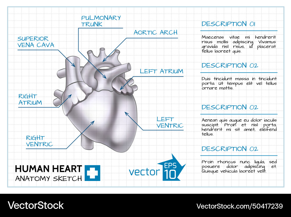 Medical cardiology infographic template Royalty Free Vector