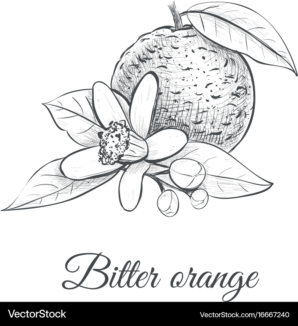 Bitter orange Royalty Free Vector Image - VectorStock