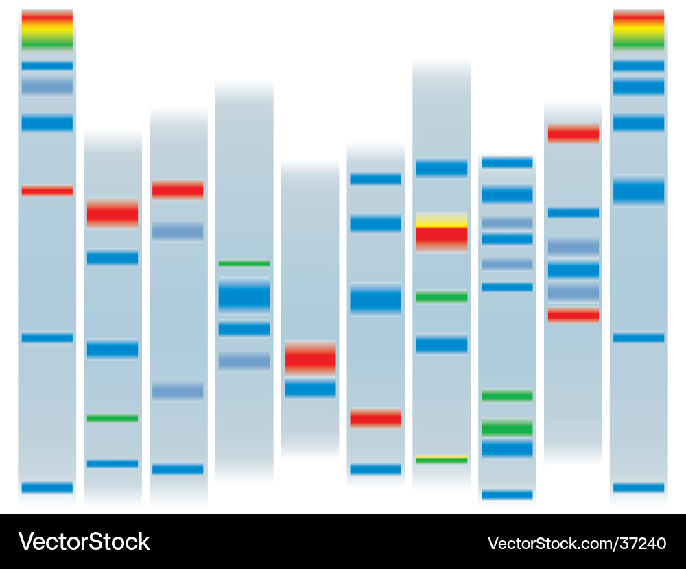 DNA Analysis and Separation Royalty Free Vector Image