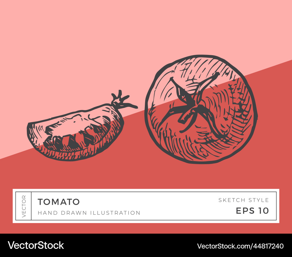 Hand drawn tomato vegetable Royalty Free Vector Image