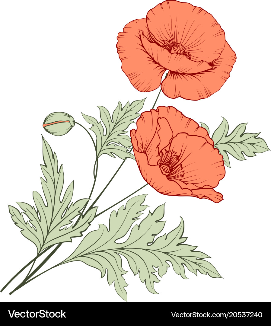 Poppy Flowers Royalty Free Vector Image - VectorStock